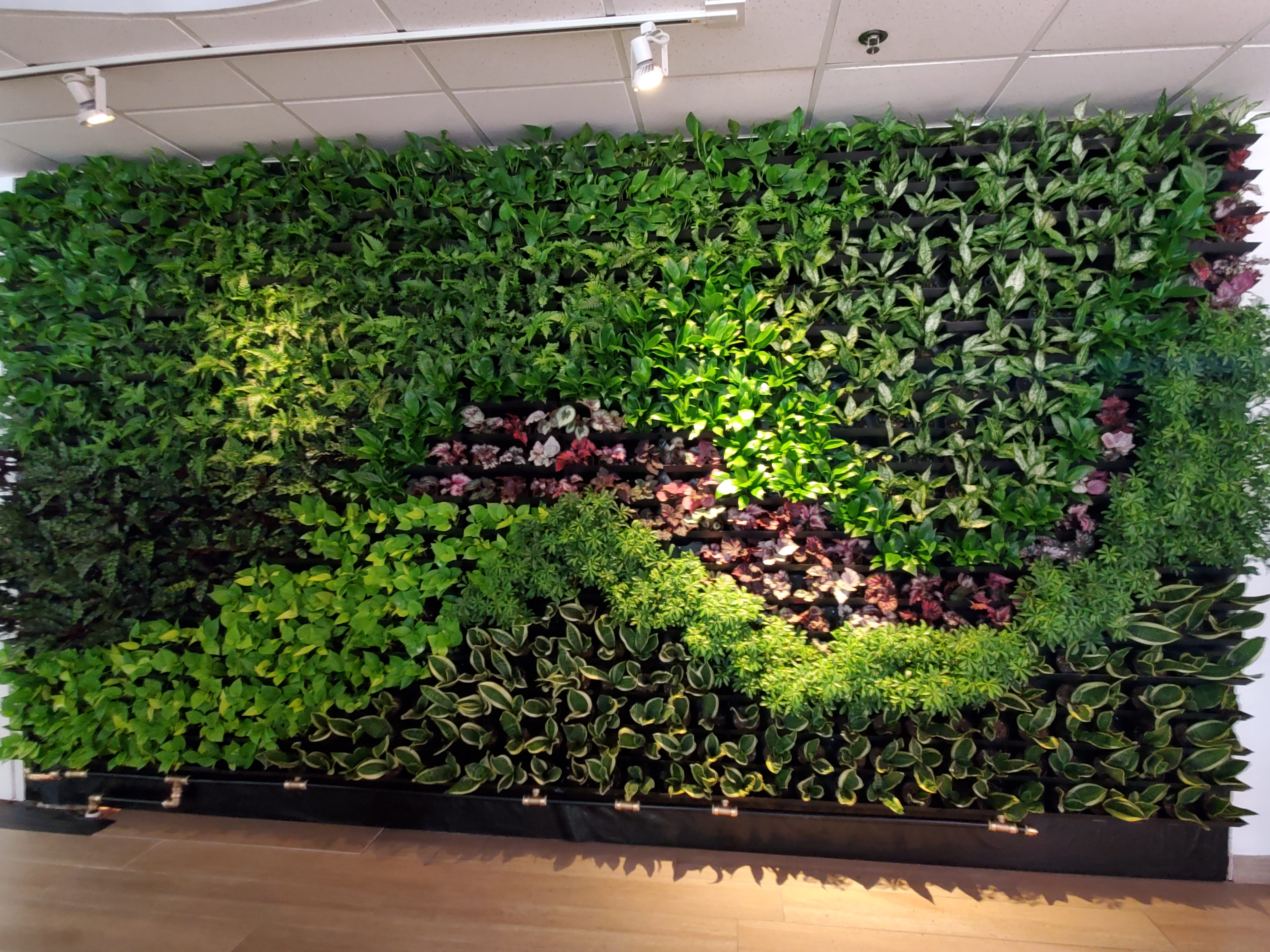 Professional Green Wall Services | Budget, Design, Install, and Maintenance